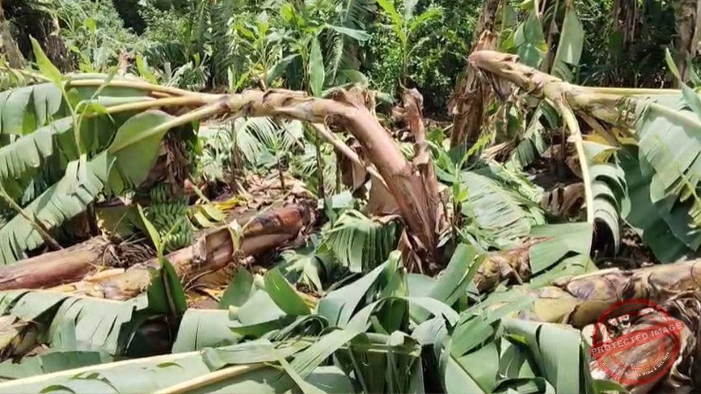 Amravati Farmers Protest as 5.48 Lakh Hectares Affected by Excessive ...
