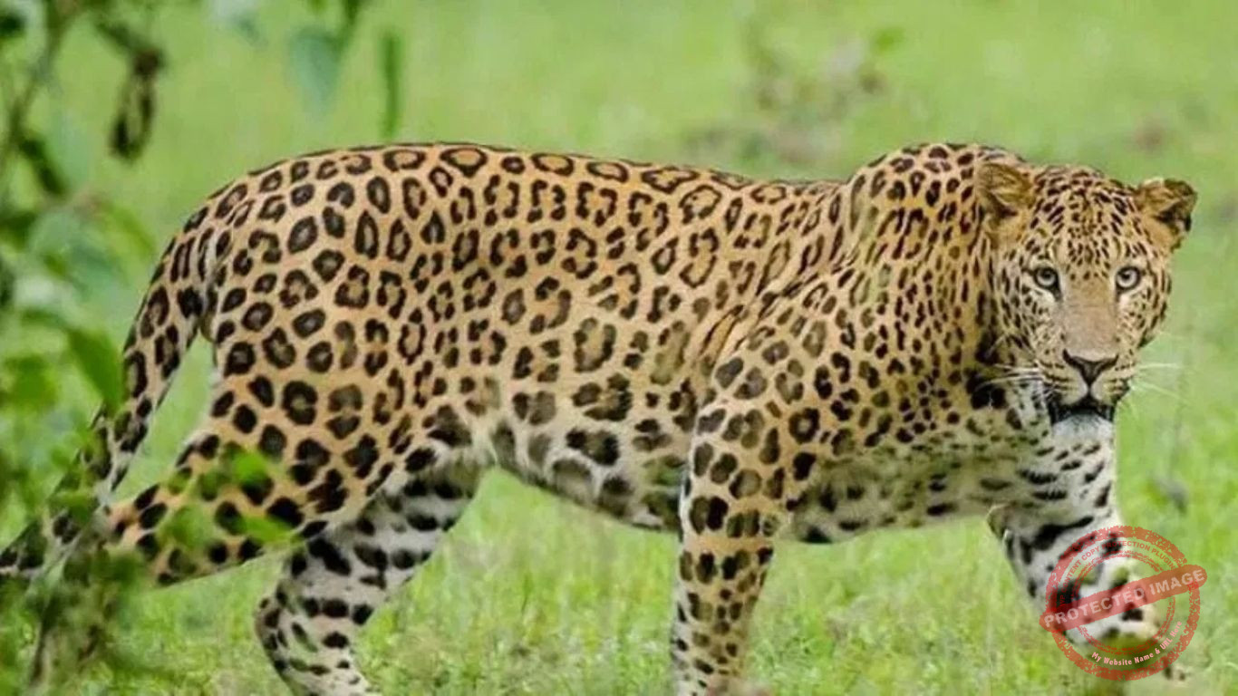 Government launches major plan in Junnar to manage human-leopard ...