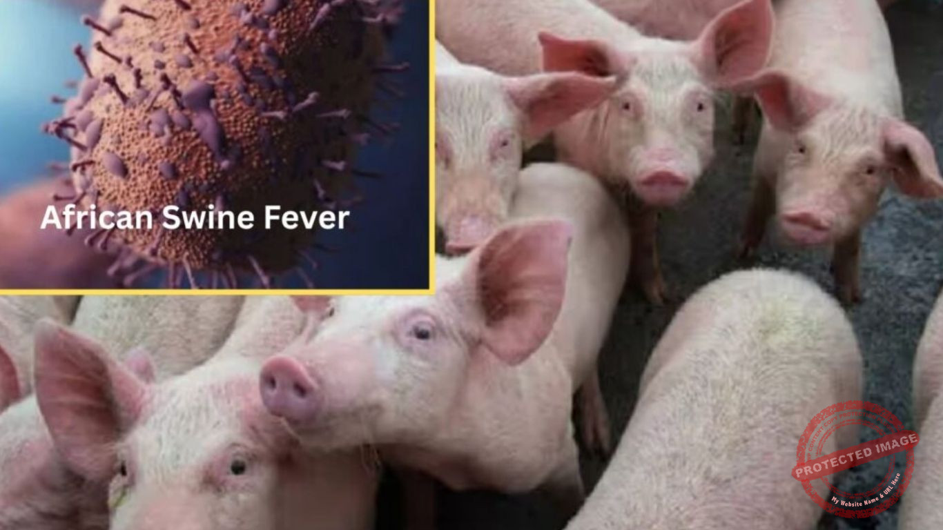 African Swine Fever Confirmed in Nashik: Strict Containment Measures ...